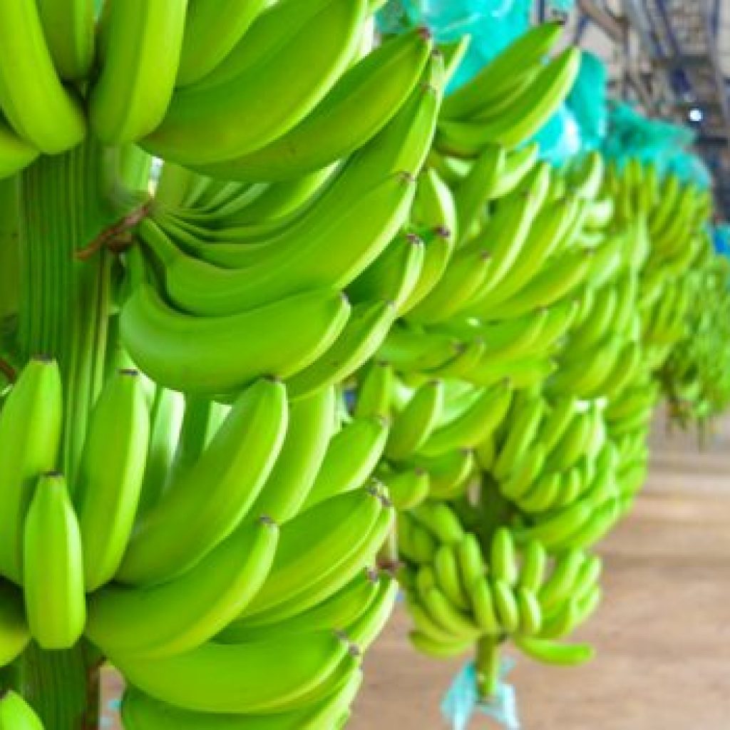 frutesa – Frutera de Santa Marta S. A. “FRUTESA” es una sociedad ...